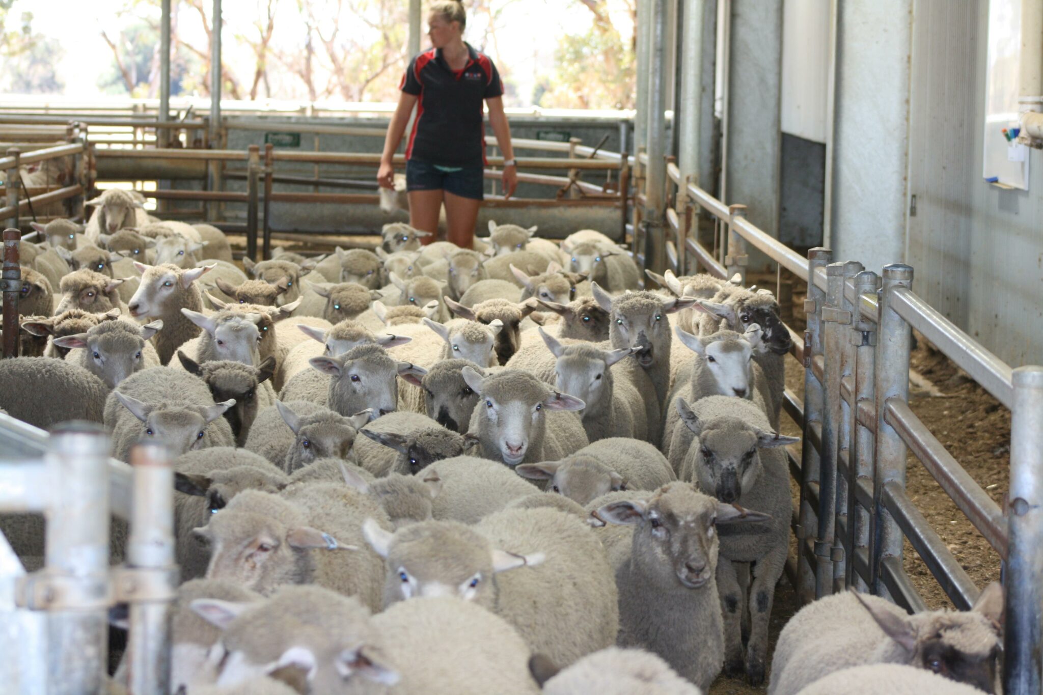 Student tour of livestock enterprises supports drought preparedness ...